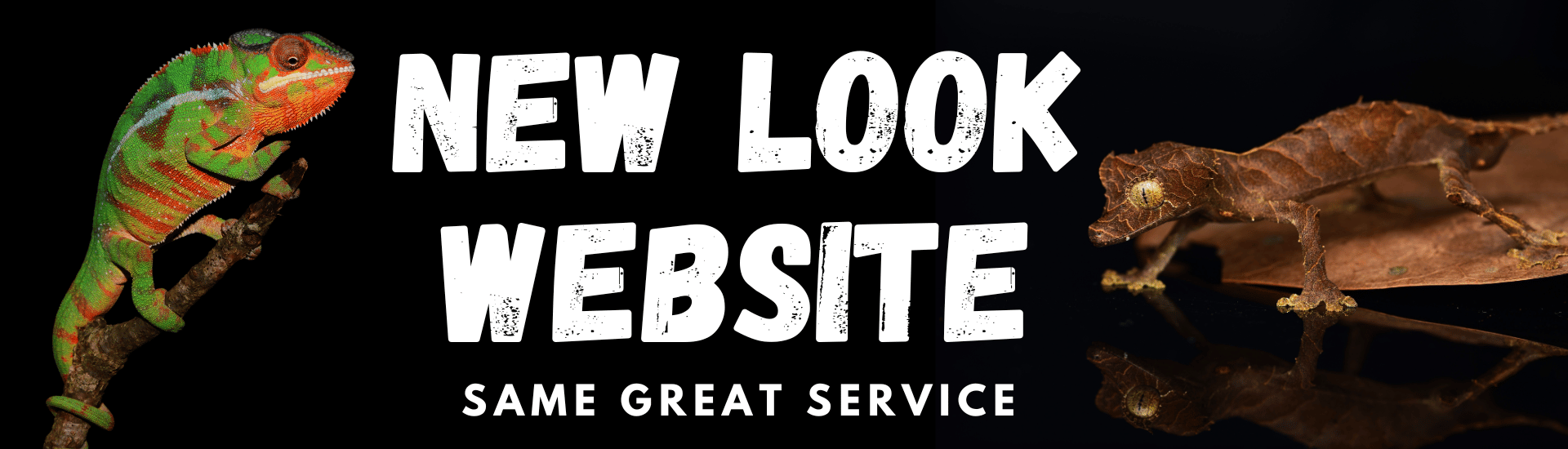 Global Geckos | GlobalGeckos.co.uk