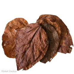 Natural decor | GlobalGeckos.co.uk