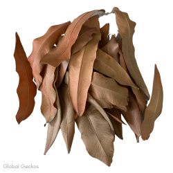 Tropical Grey Woodlice| GlobalGeckos.co.uk