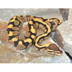 Royal Python Morphs | GlobalGeckos.co.uk