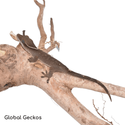Geckos| GlobalGeckos.co.uk