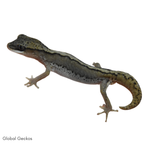 Australian Giant Stone Gecko - GLDGR24 | GlobalGeckos.co.uk