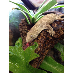 Global Geckos| GlobalGeckos.co.uk
