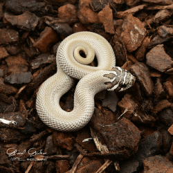 Geckos | GlobalGeckos.co.uk