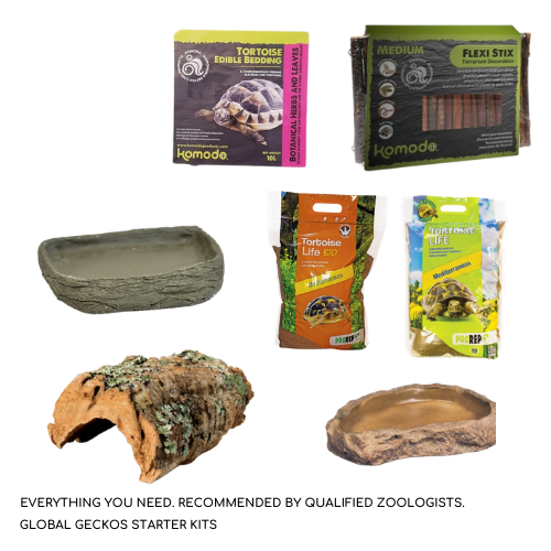 Tortoise Mediterranean Décor Pack (Tortoise Table) - GGSKTTDP ...