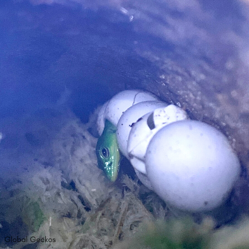 The Breeding Facility | GlobalGeckos.co.uk